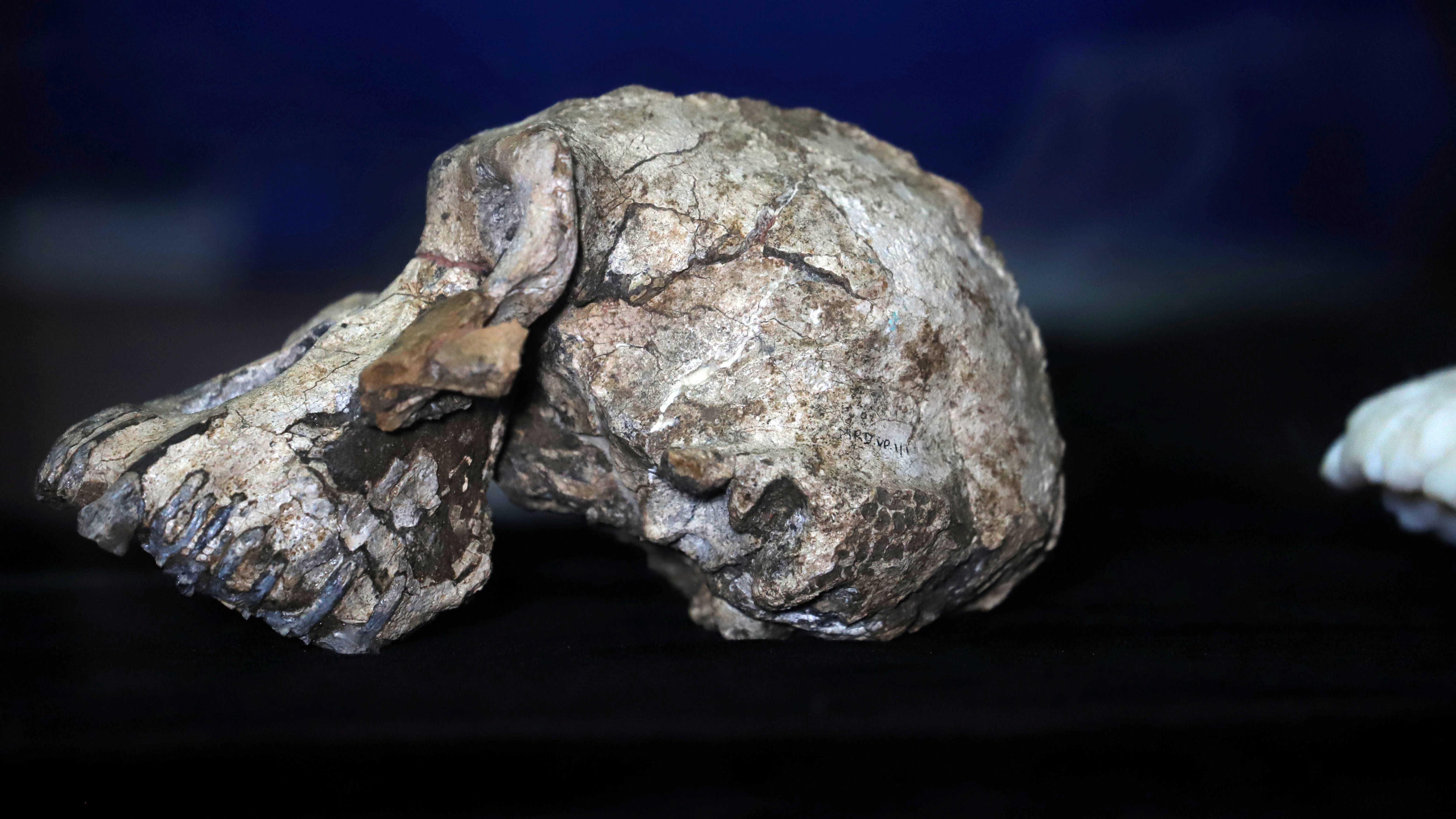 The skull of humanity’s oldest known ancestor is changing our ...