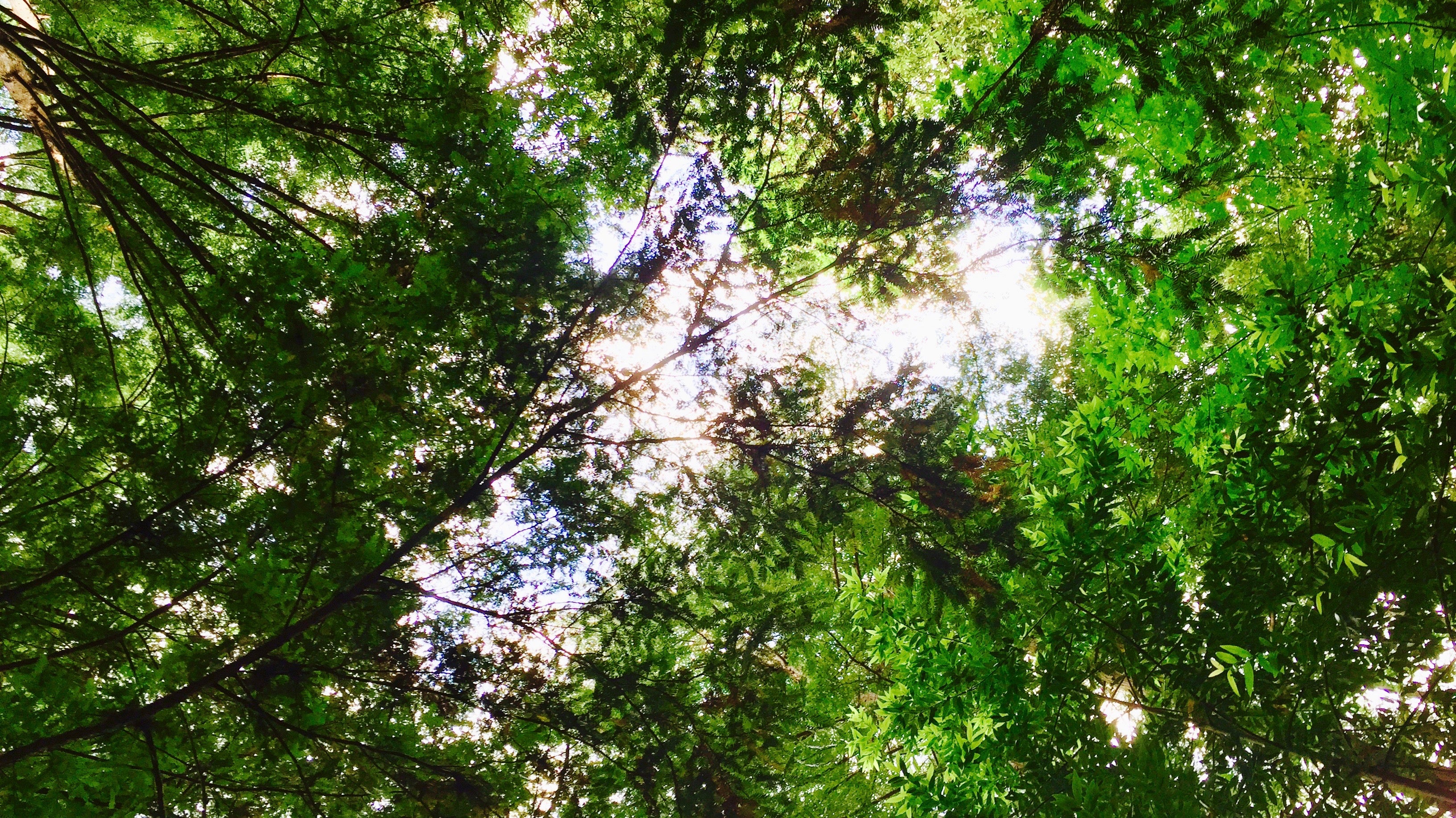 Cut your phone dependence with an app that plants trees as a reward