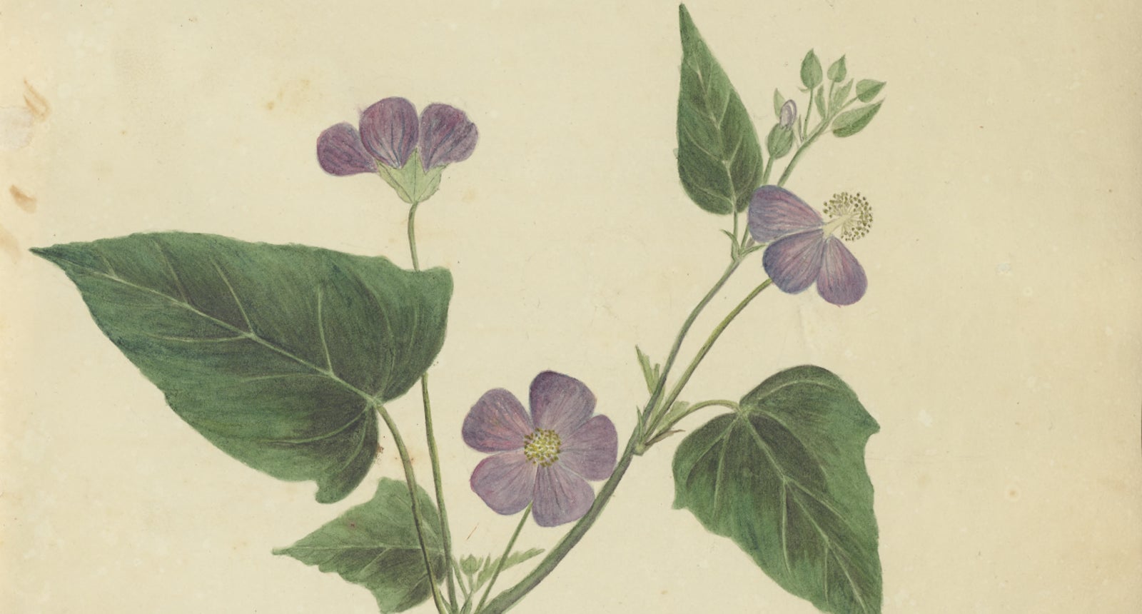 The secret feminist history of illustrating plant life