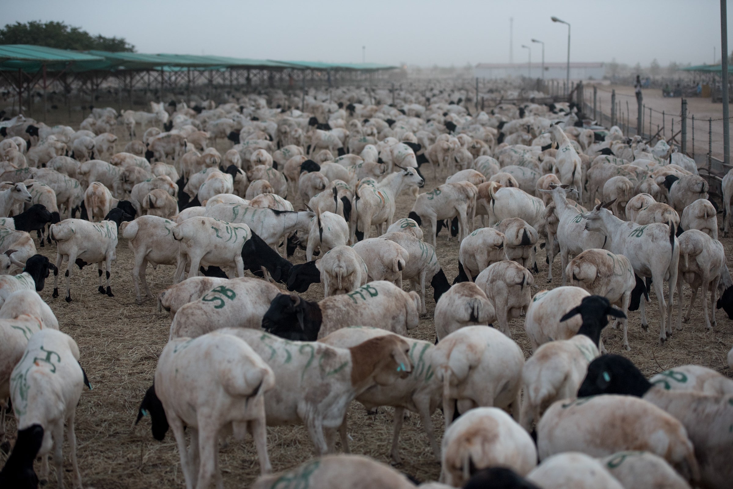 Photos: Somali goats and sheep join the pilgrimage to Mecca