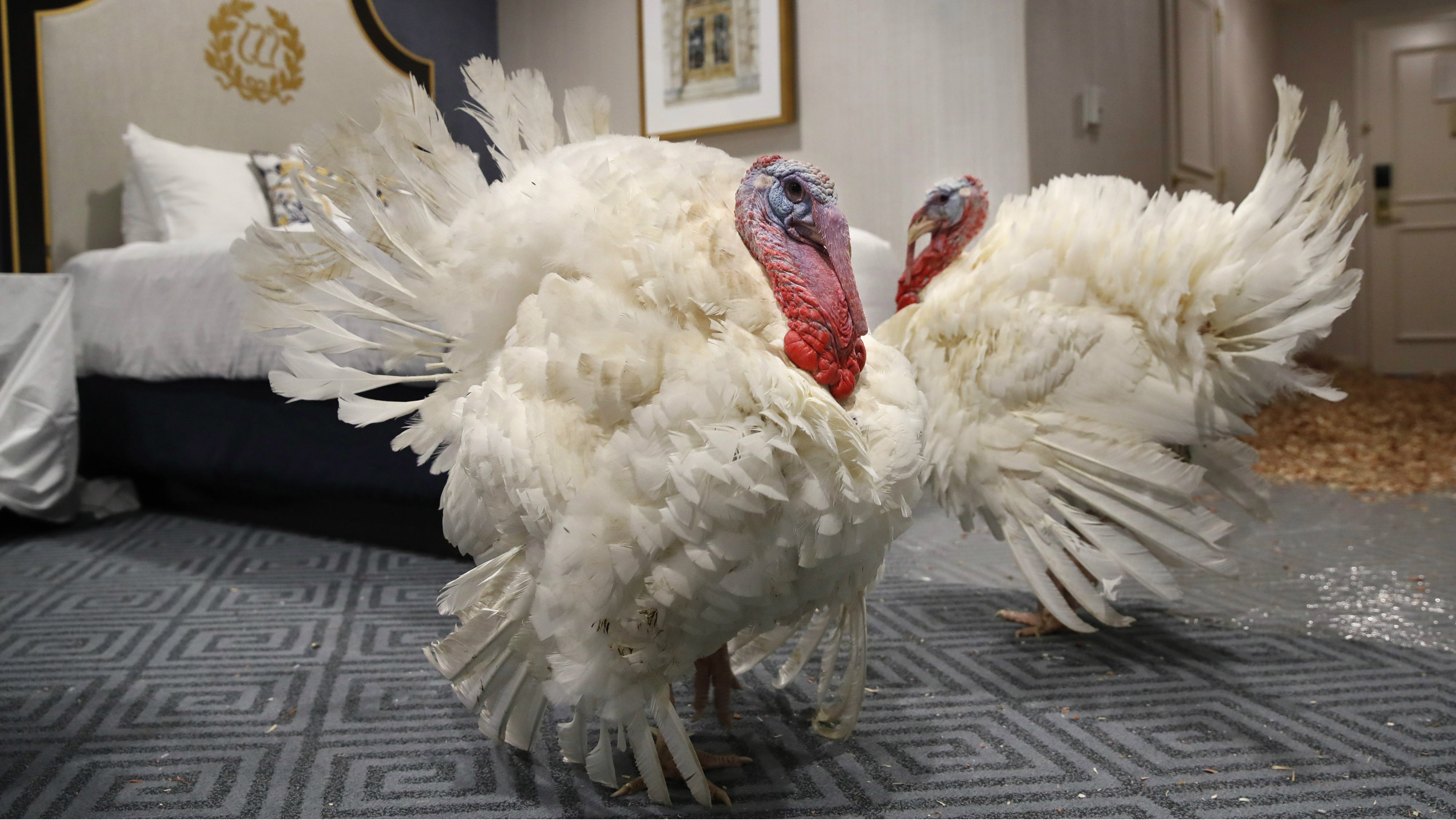 The average American turkey just keeps getting bigger
