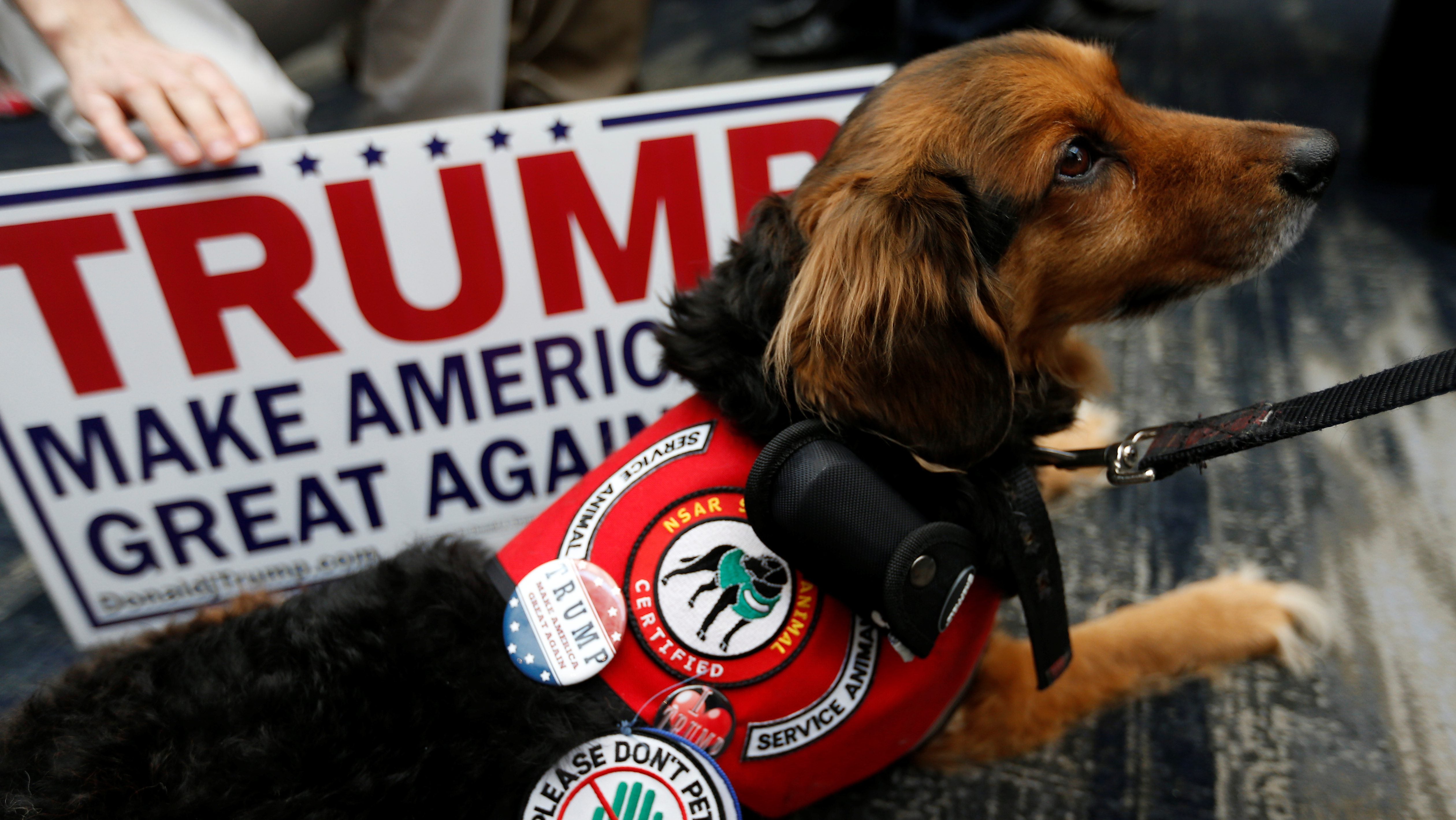 “A Trump presidency would be a threat to animals everywhere”: The ...