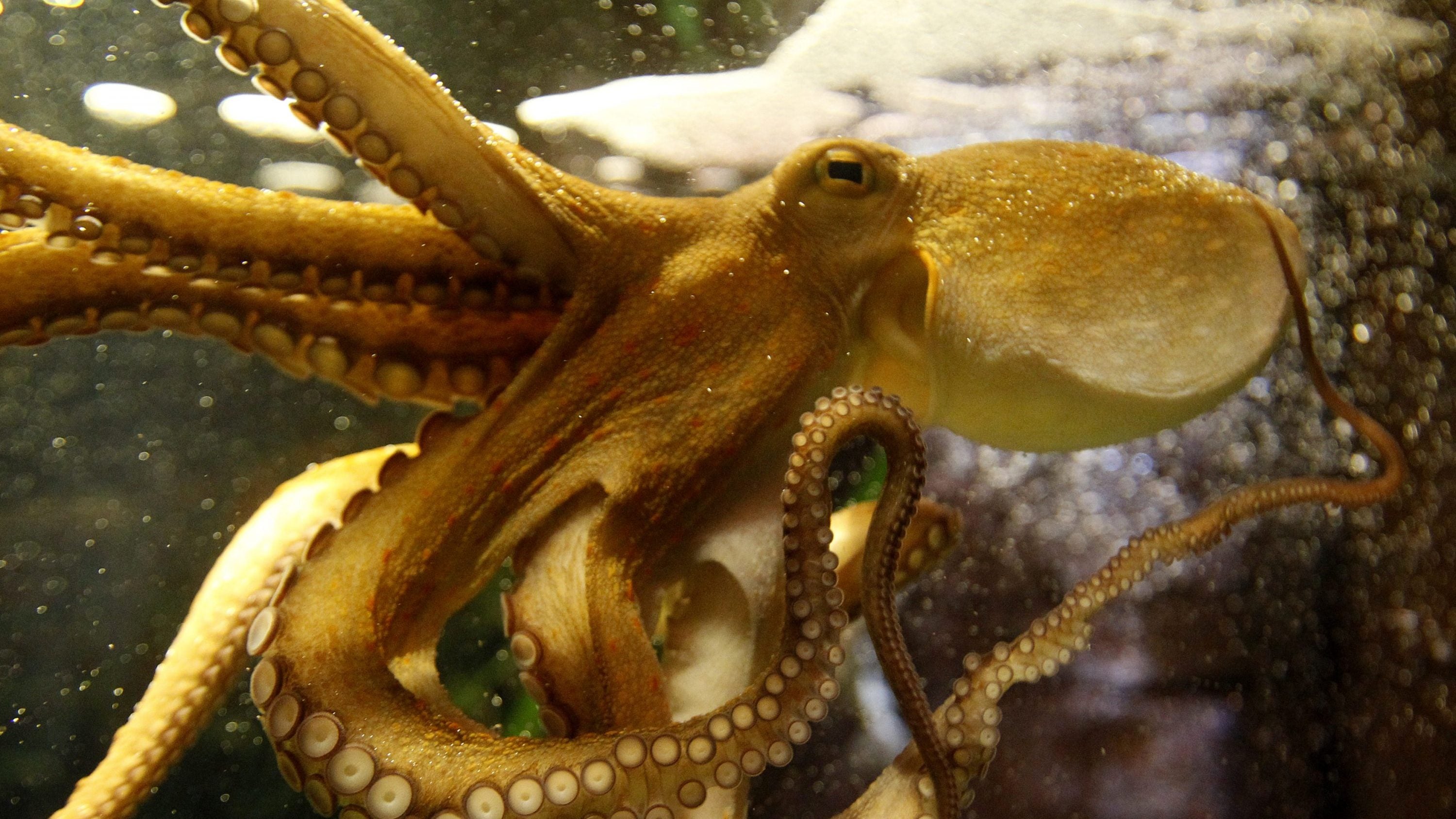 The scientific explanation for why humans are so convinced that aliens ...