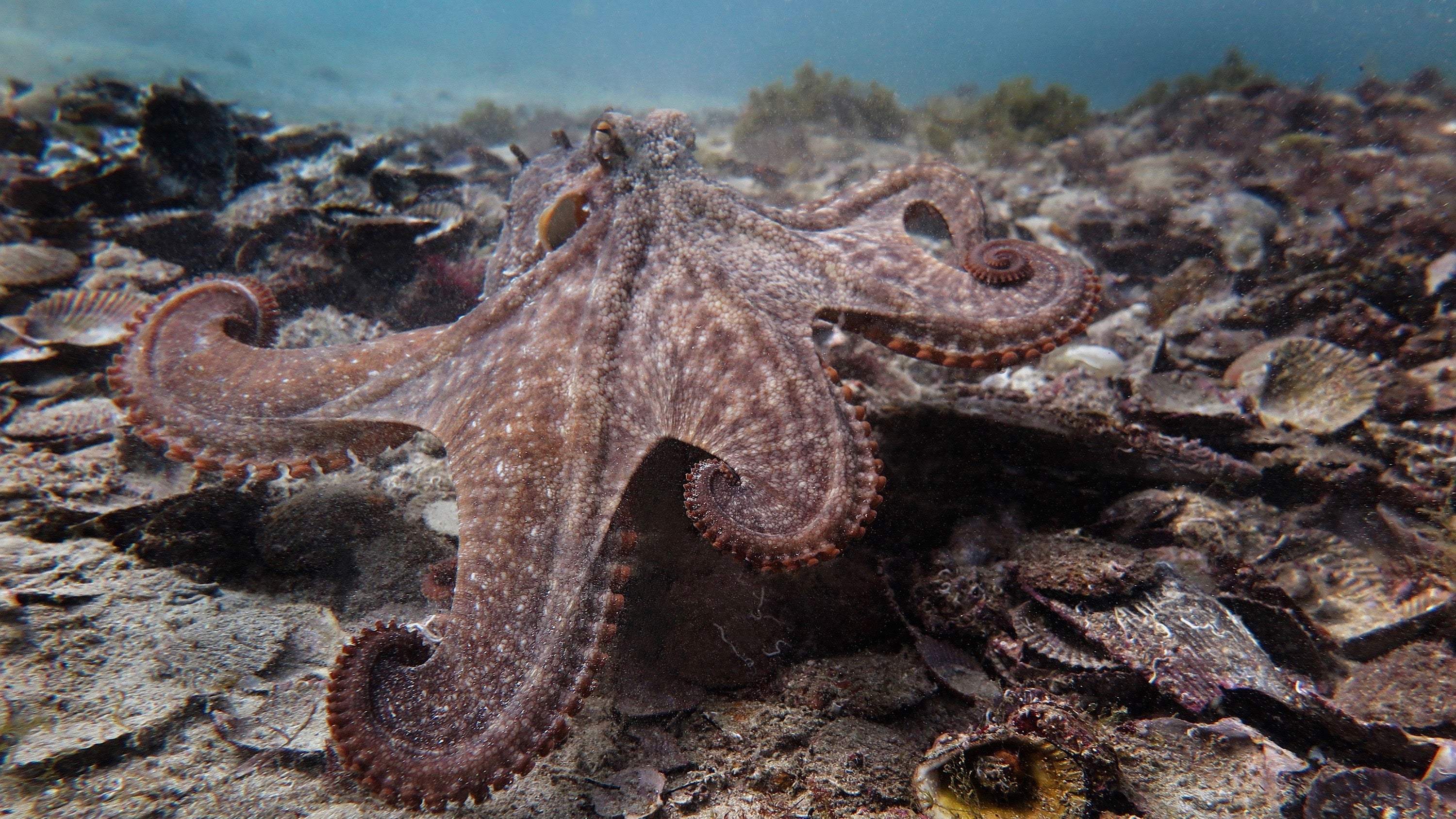 Octlantis is a just-discovered underwater city engineered by octopuses
