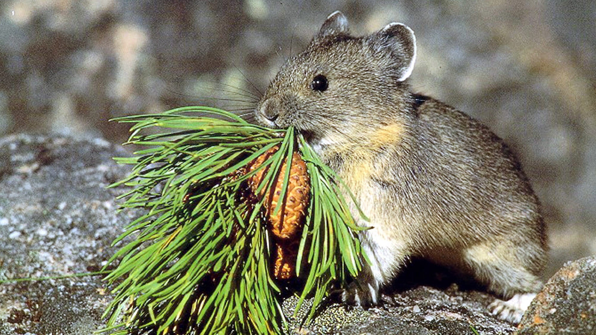 The American pika could survive climate change by eating its own feces