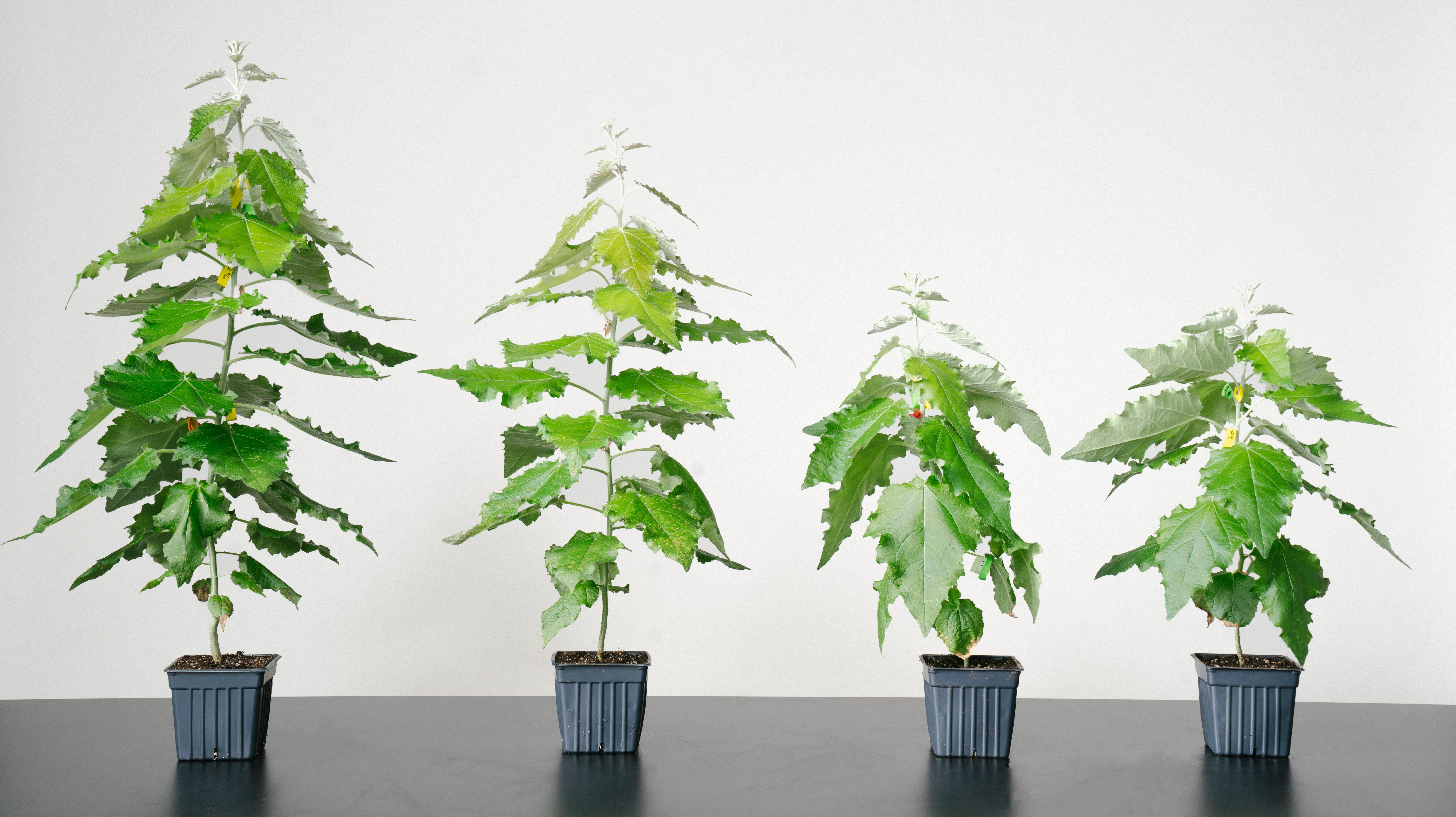 Can millions of genetically modified trees slow climate change?