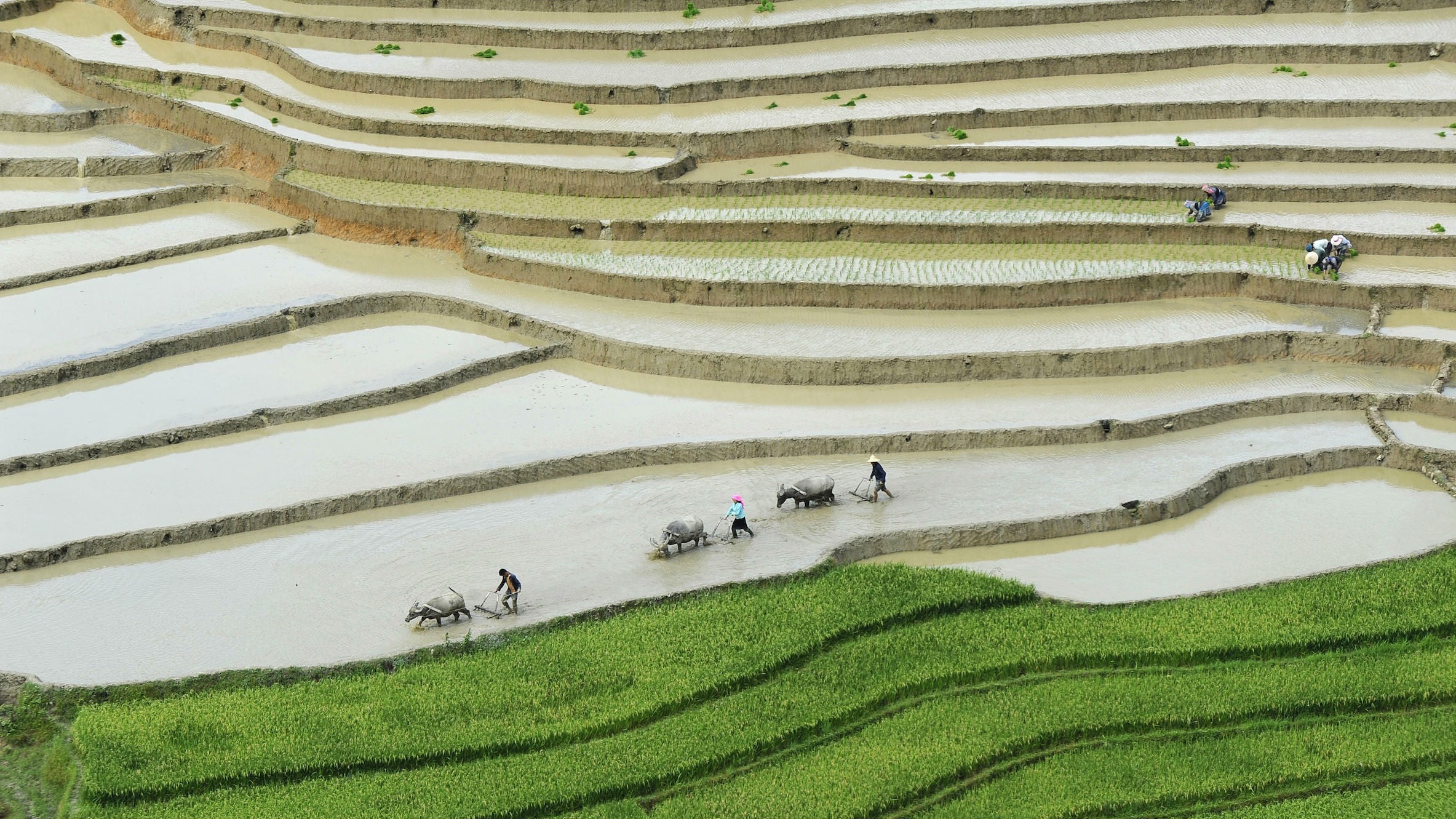 Wasted rice in Asia emits over 600 million tonnes of greenhouse gases a ...