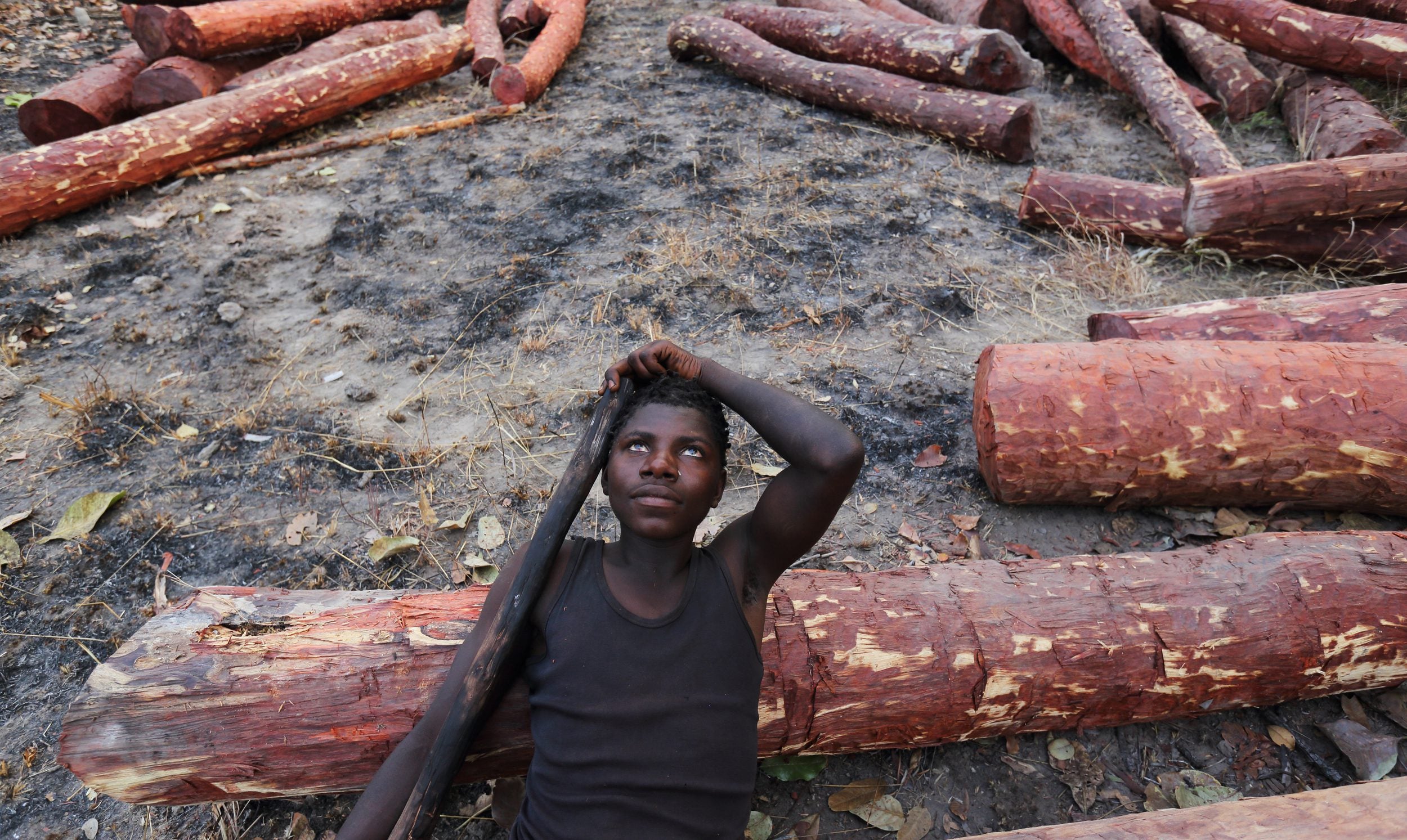 Chinese demand for rosewood furniture is decimating a rare, slow ...