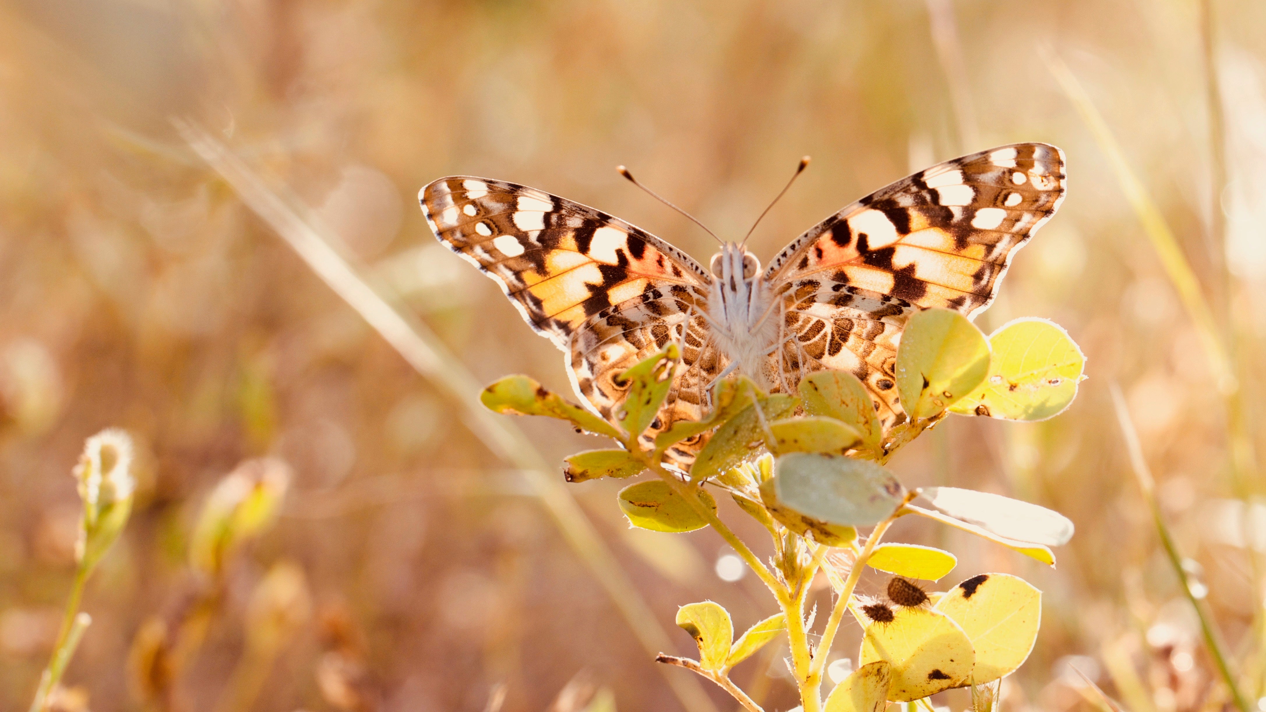 Move over Monarch: The Painted Lady is the world’s most rugged butterfly