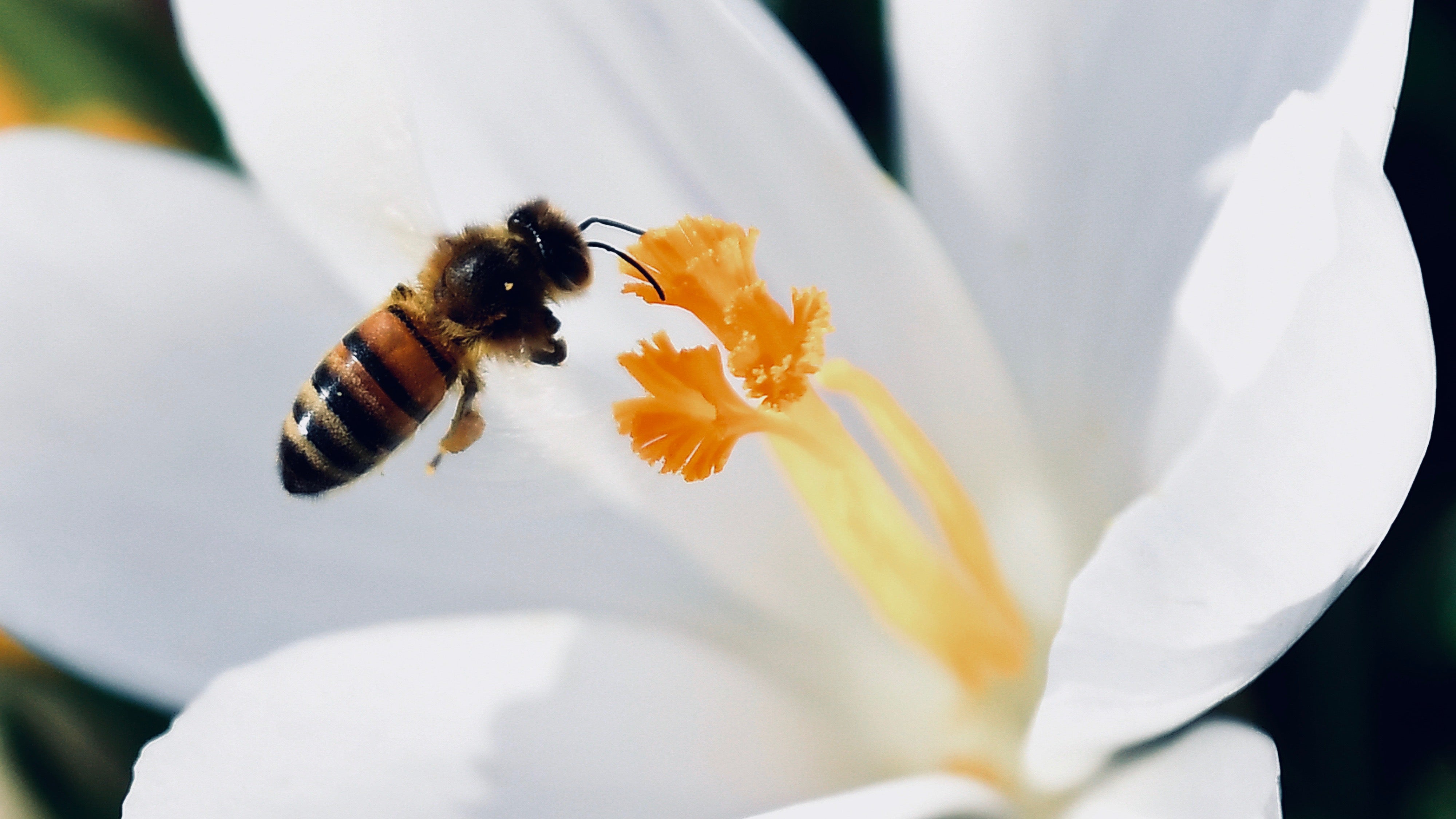 Honeybees are abandoning dance and becoming more productive