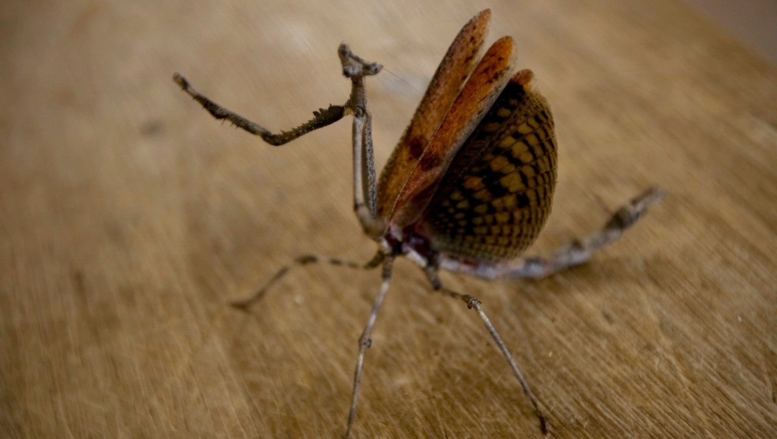 Insects may be able to feel fear, anger and empathy, after all