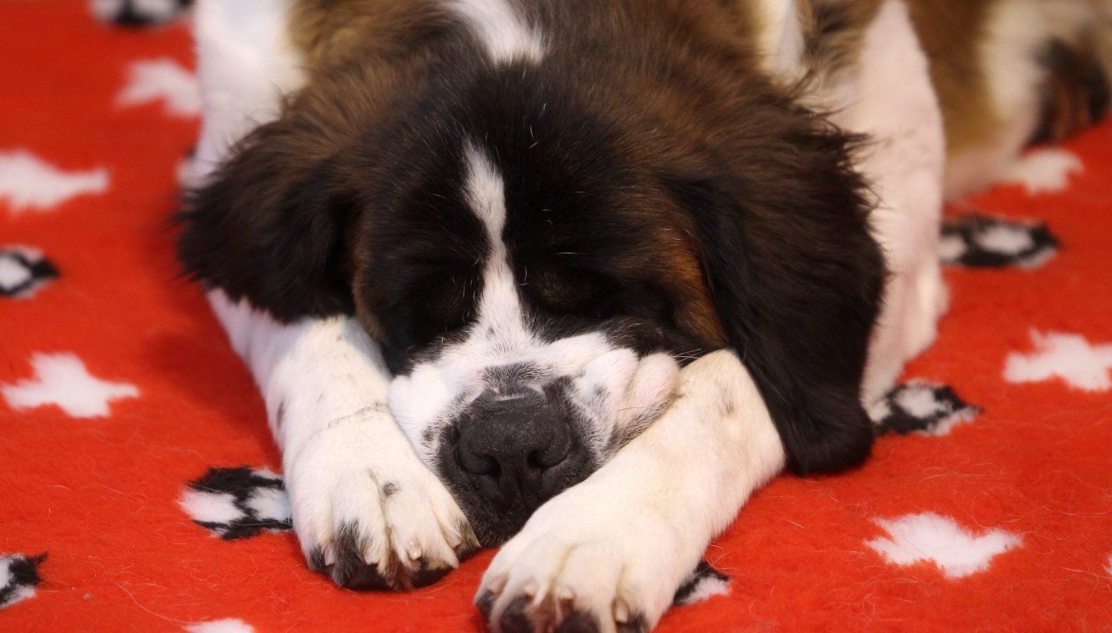 Should you stay in or go out? These principles can help you decide