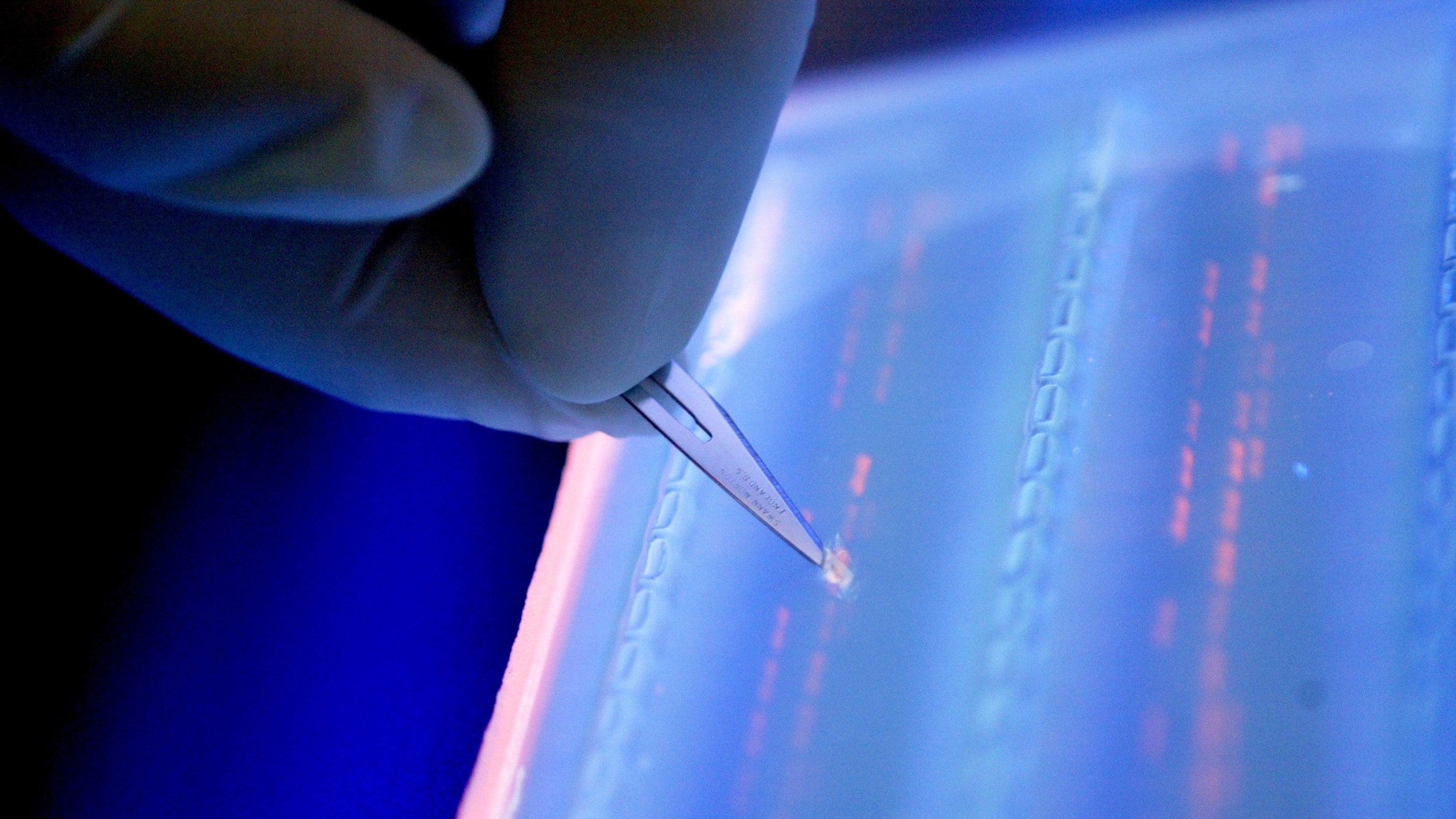 Scientists say all the world’s data can fit on a DNA hard drive the ...