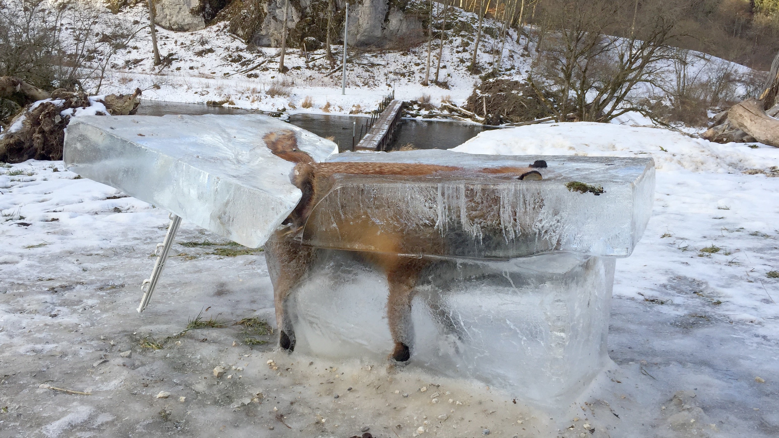 An unfortunate German fox has become a naturally occurring Damien Hirst ...