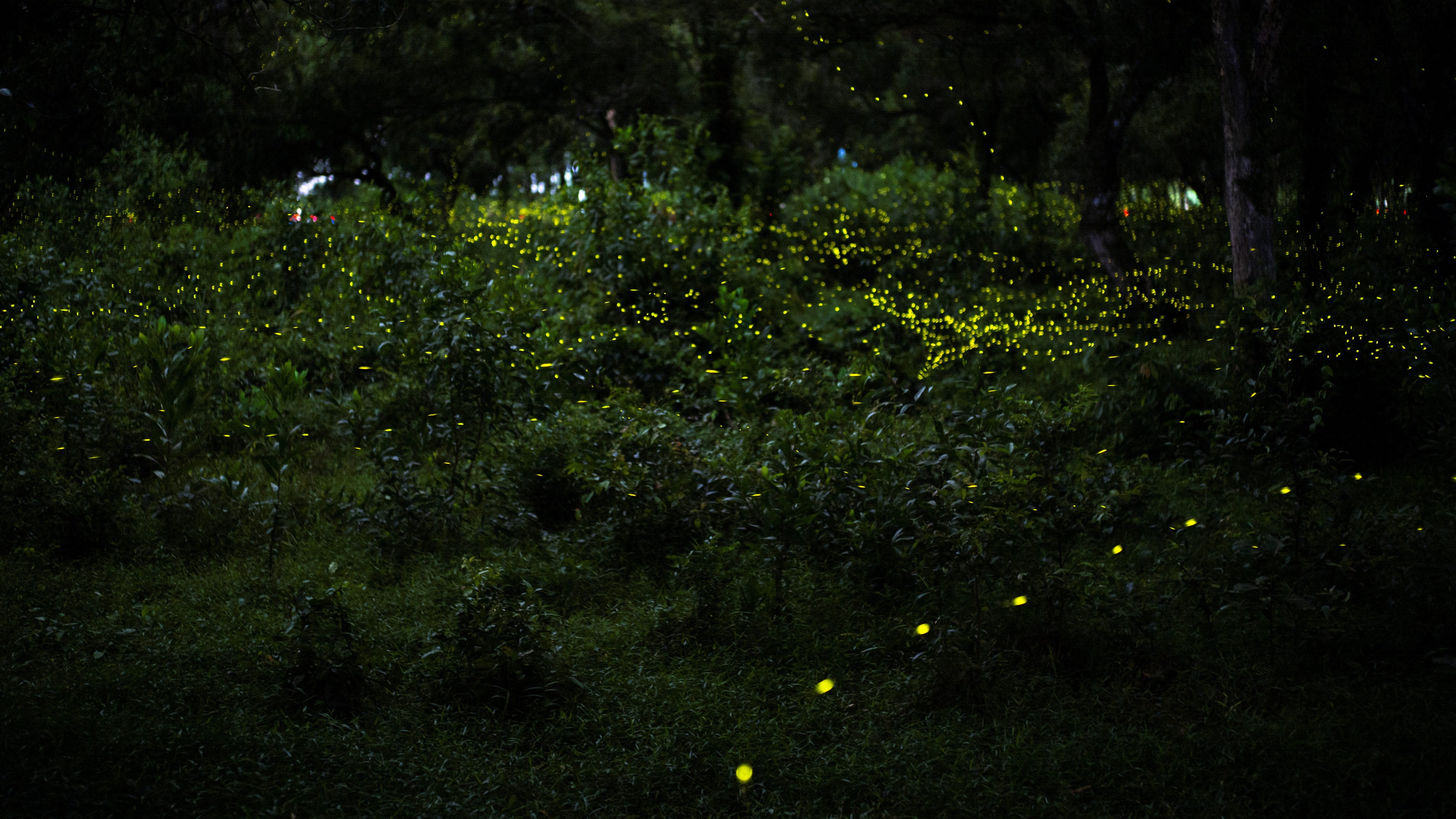 India’s fireflies are fighting for survival against its cities’ bright ...