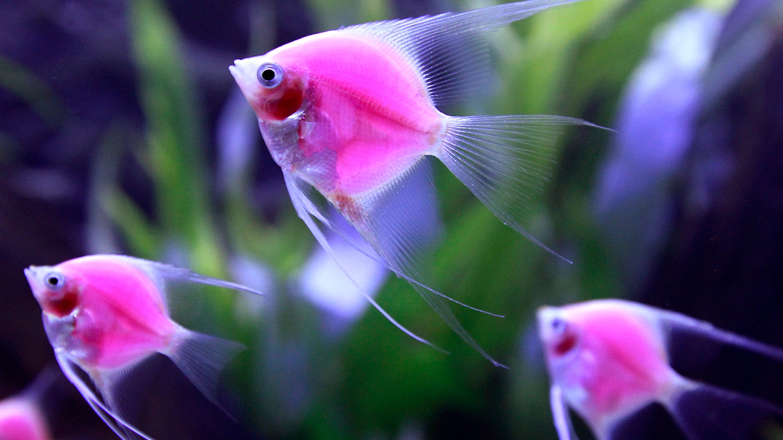 The invention of the aquarium transformed the way humans think about ...