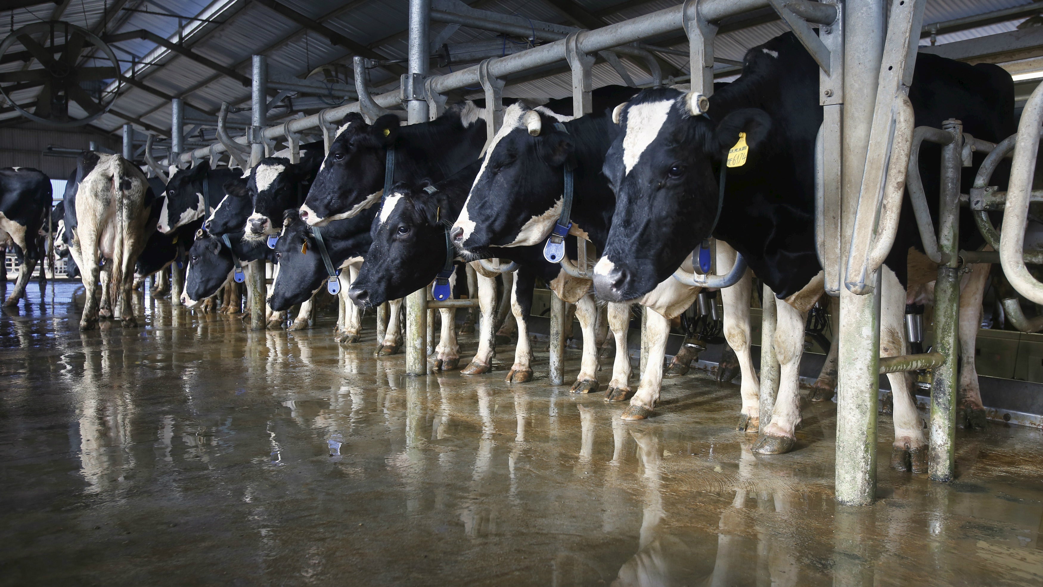 We’re all about to discover what fresh milk actually tastes like